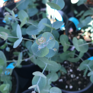 Alpine Cider Gum Eucalyptus Tree - 🥂 Holiday Special: Exclusive ...